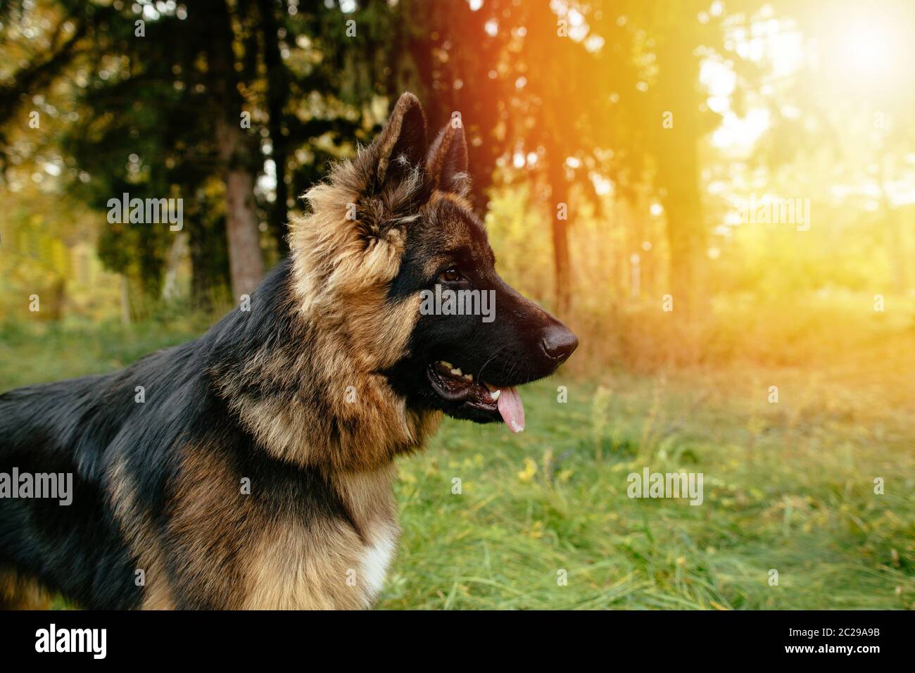 Beautiful young dog German Shepherd at sunset. Side view Stock Photo ...
