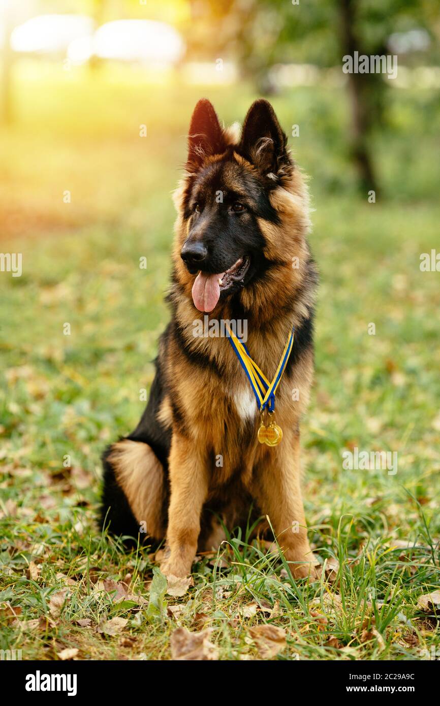 Champion German Shepherd sits on grass with golden medals around his ...