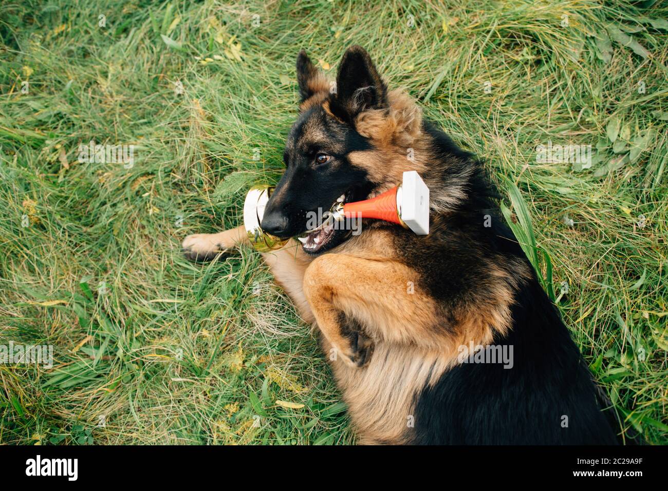 German shepherd in competition hi-res stock photography and images - Alamy