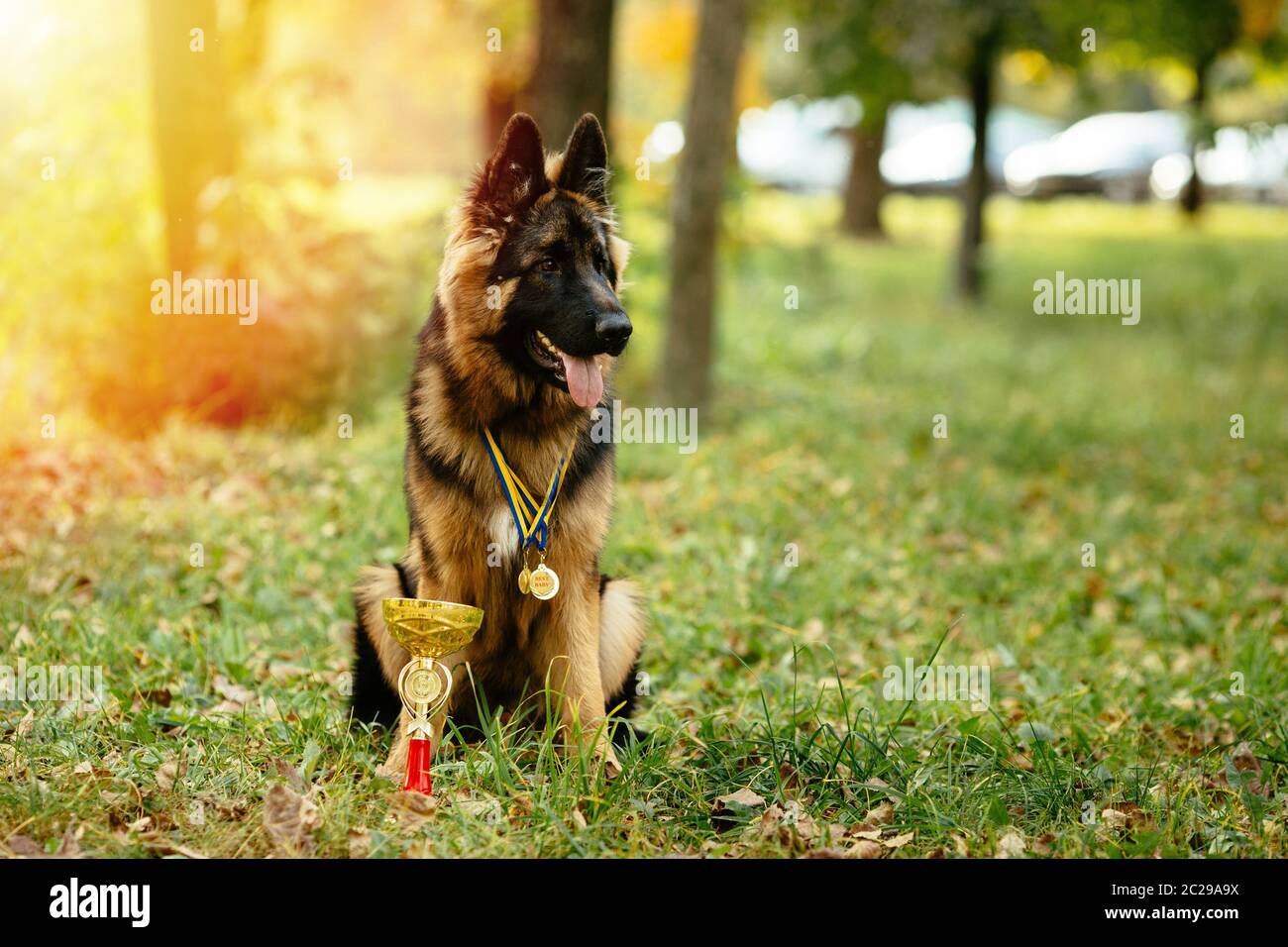 Champion German Shepherd sits on grass with golden cup and medals ...