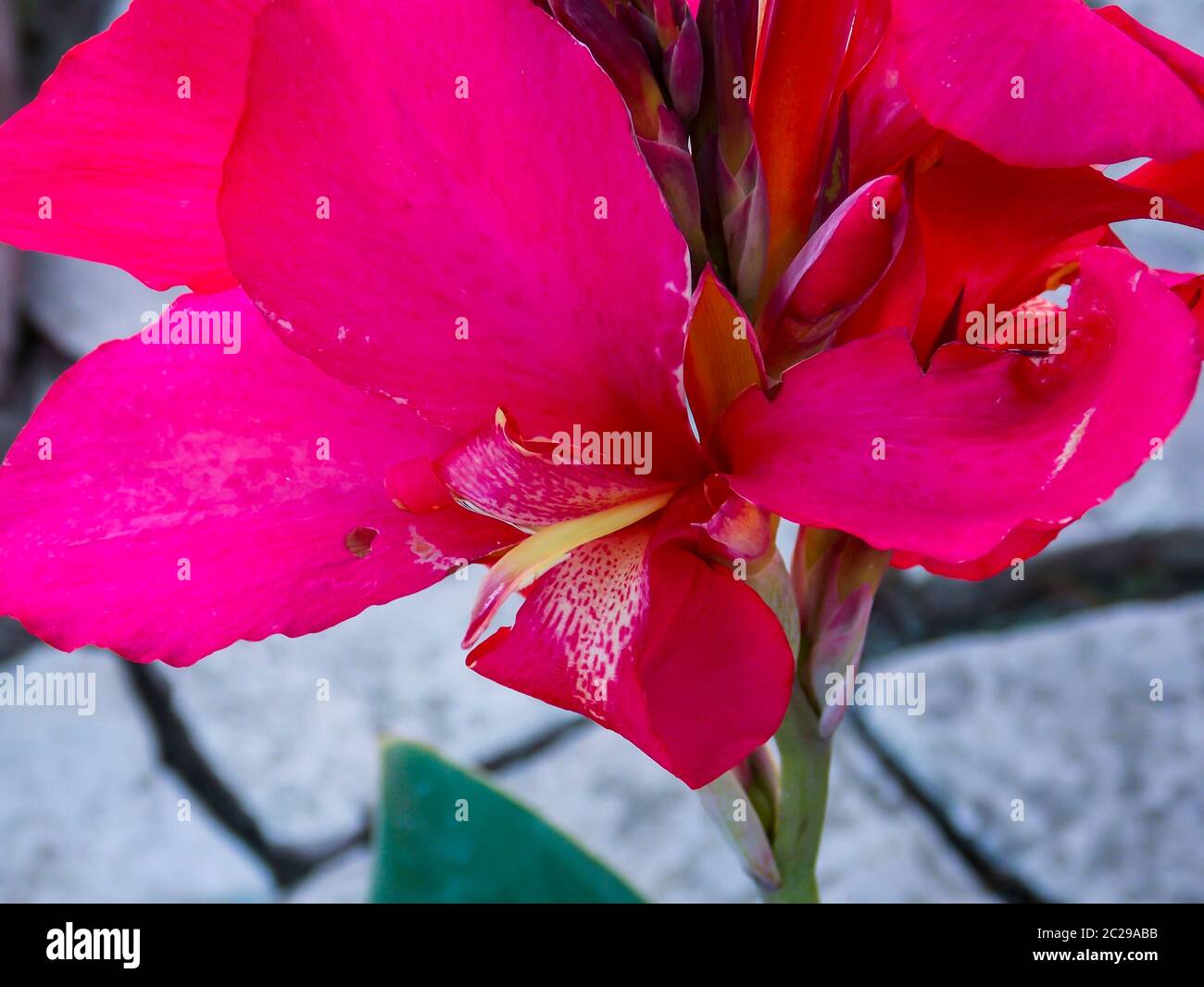 Close up photo of canna lily hi-res stock photography and images - Alamy