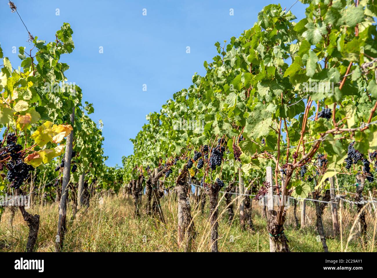 Ahr hi-res stock photography and images - Alamy