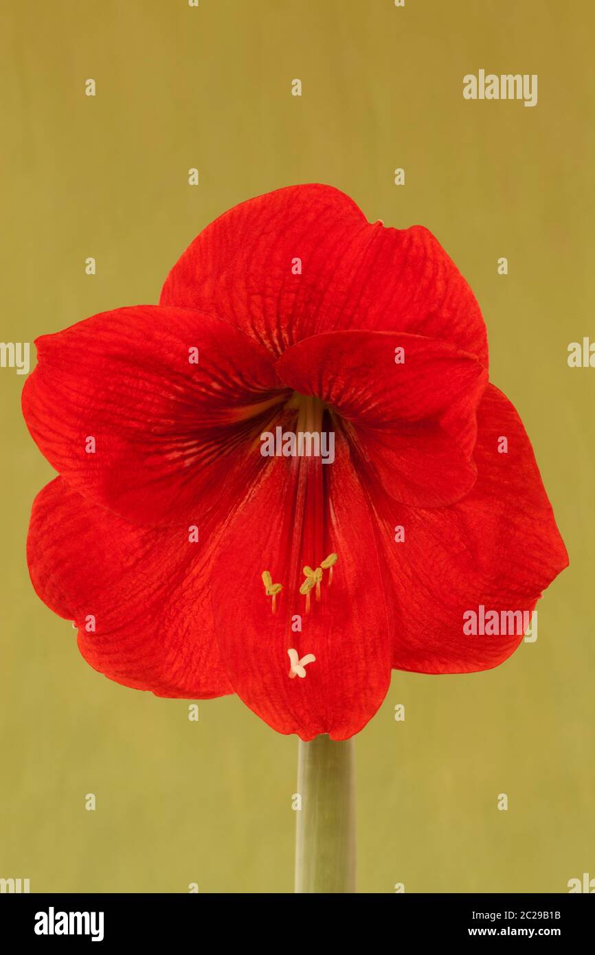 Vibrant amaryllis flower hi-res stock photography and images - Alamy