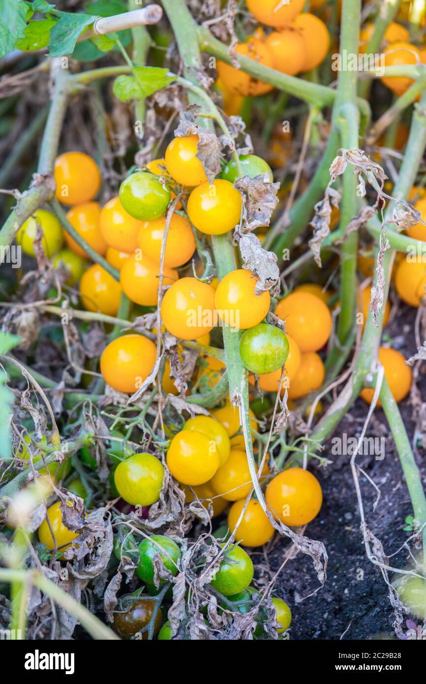 Fresh yellow tomatoes, urban gardening Stock Photo - Alamy