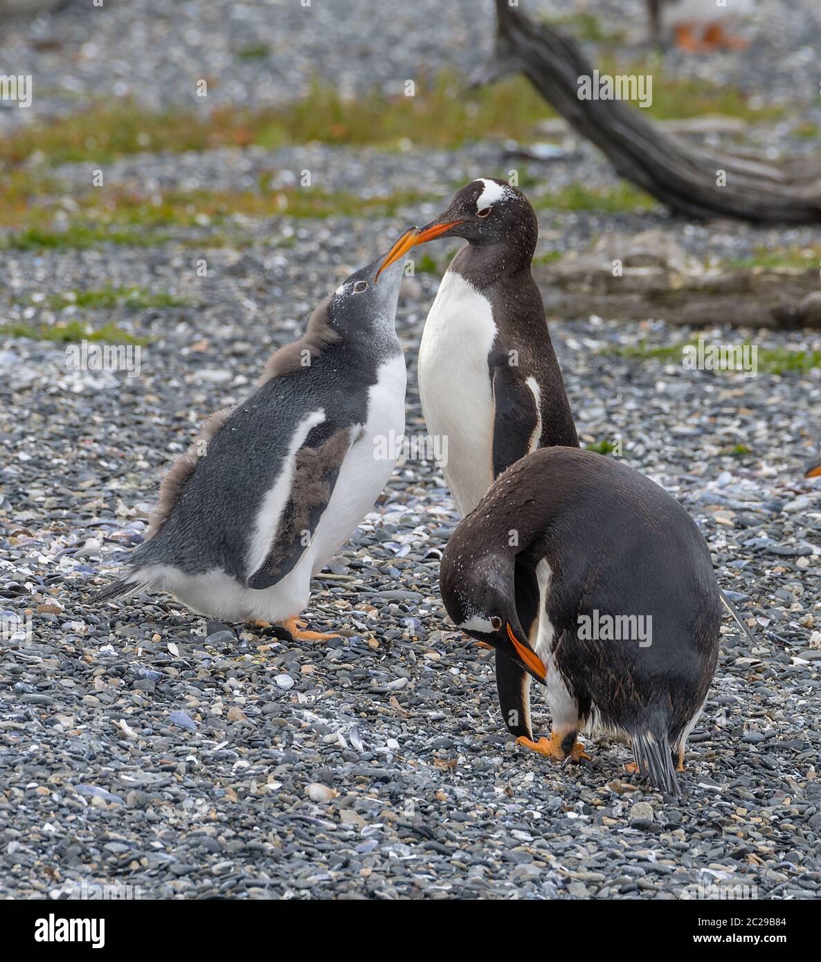 Gentoo penguin family with cub on an island in the Beagle Channel ...