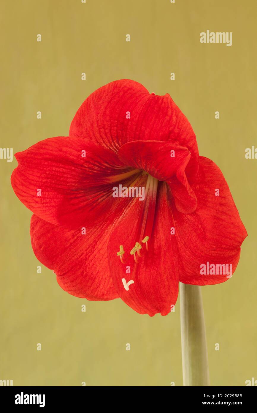 Amaryllis "Red Lion", Hippeastrum Stock Photo - Alamy