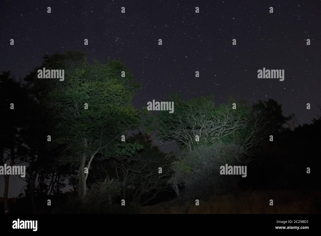 Forest and stars in the night sky Stock Photo - Alamy