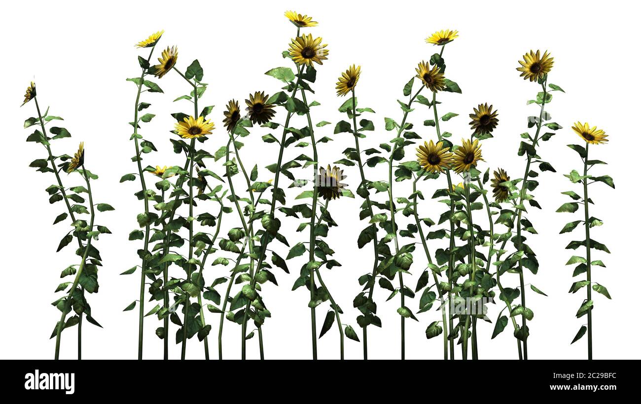 A group of sunflowers separated on white background Stock Photo - Alamy