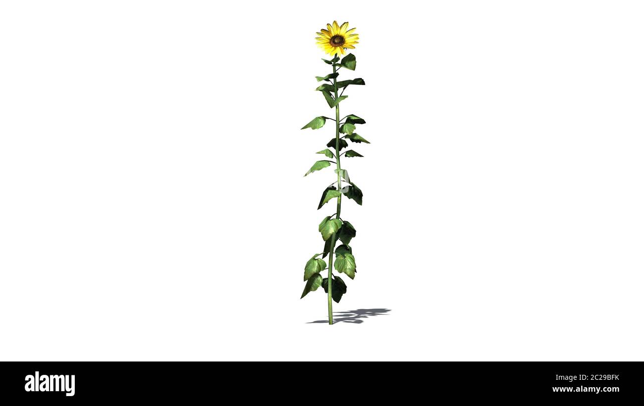sunflower with shadow on the floor - separated on white background ...