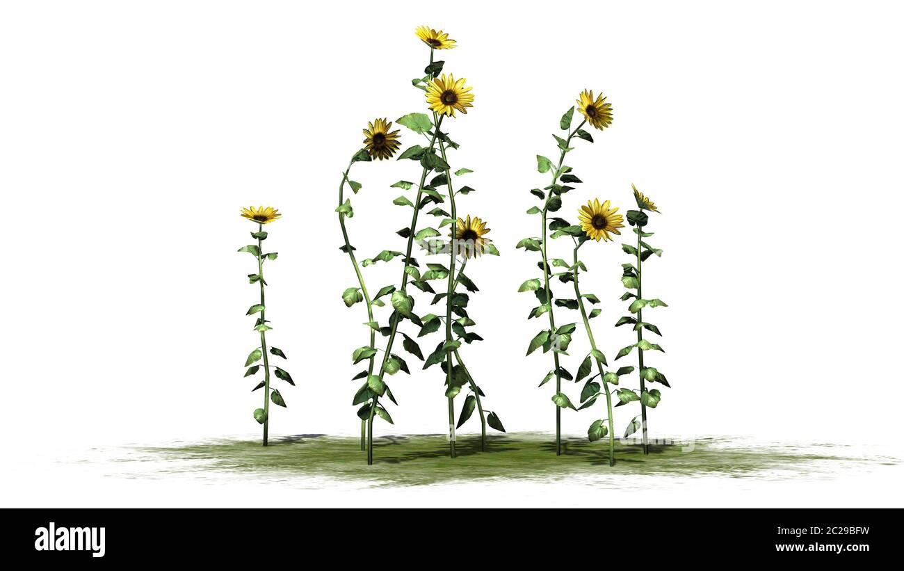 A group of sunflowers on a green area - separated on white background ...