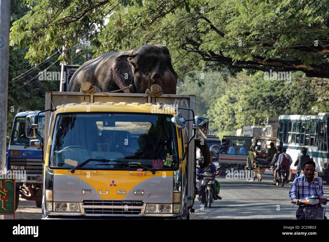 Elephant on a truck hi-res stock photography and images - Alamy