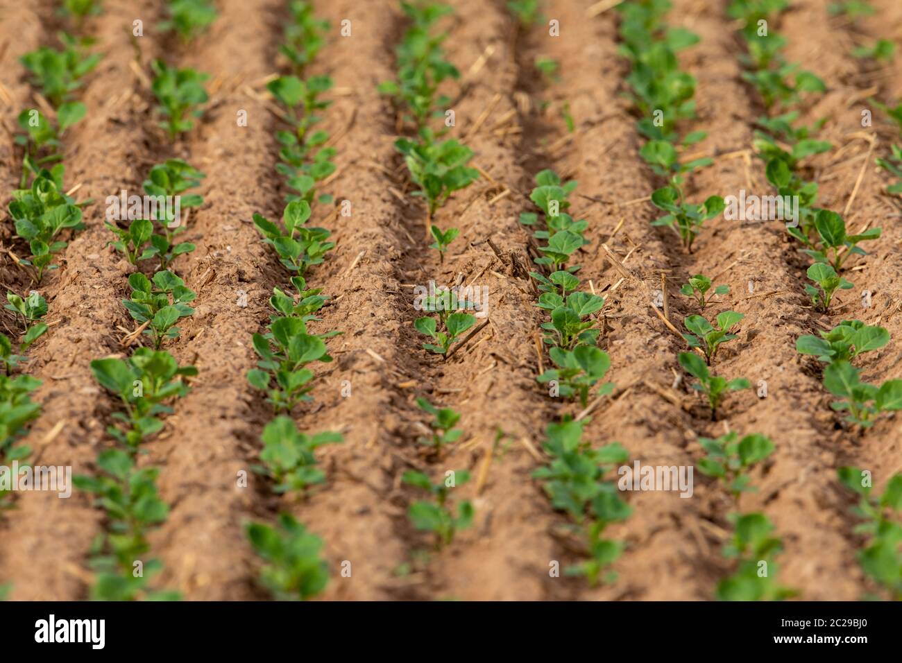 Cultivated Field of Plants on Farmland Stock Photo - Alamy