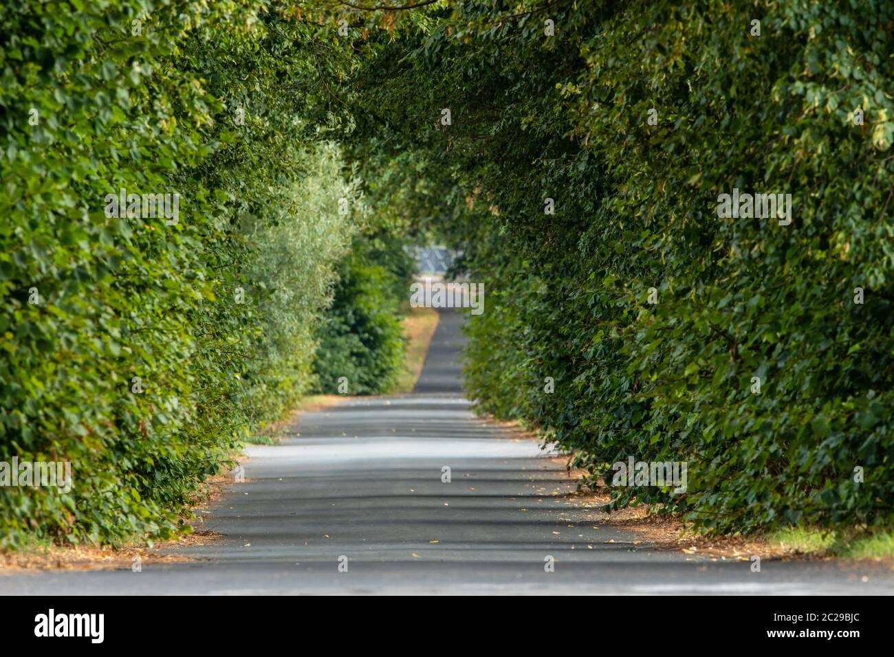 Ally of trees hi-res stock photography and images - Alamy
