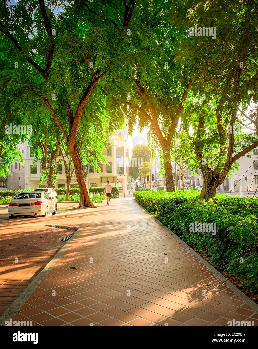 Path in park beside the road in the city. Green tree in garden in the ...