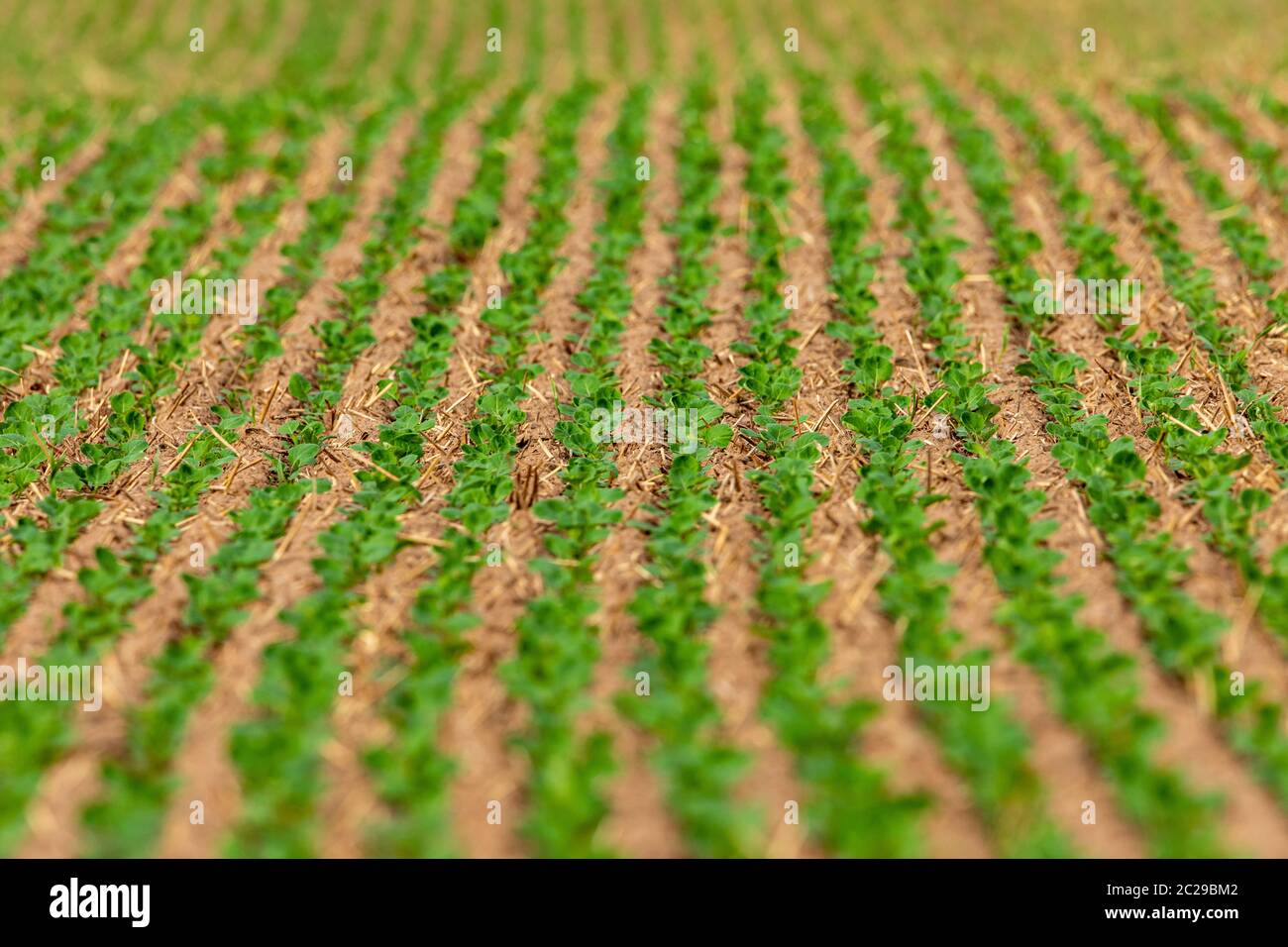 Cultivated field hi-res stock photography and images - Alamy
