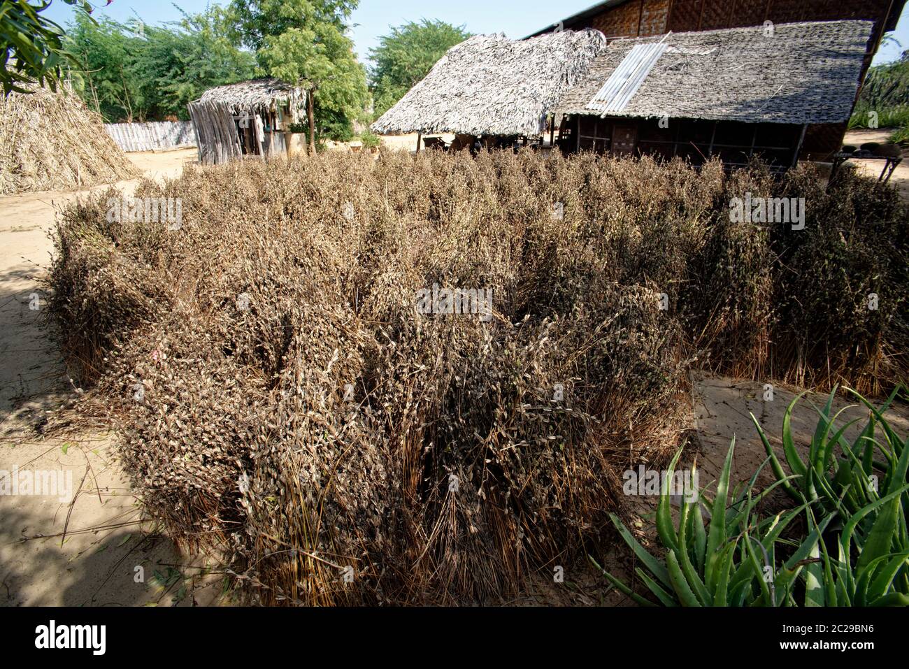 Harvesting Sesame in a traditional way, Bagan, Myanmar Stock Photo - Alamy