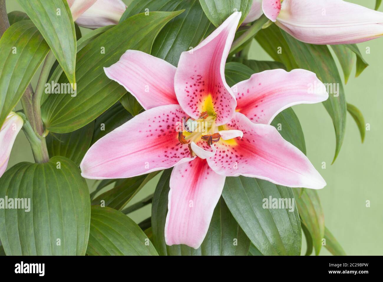 Oriental lily "Mona Lisa", Lilium Stock Photo - Alamy