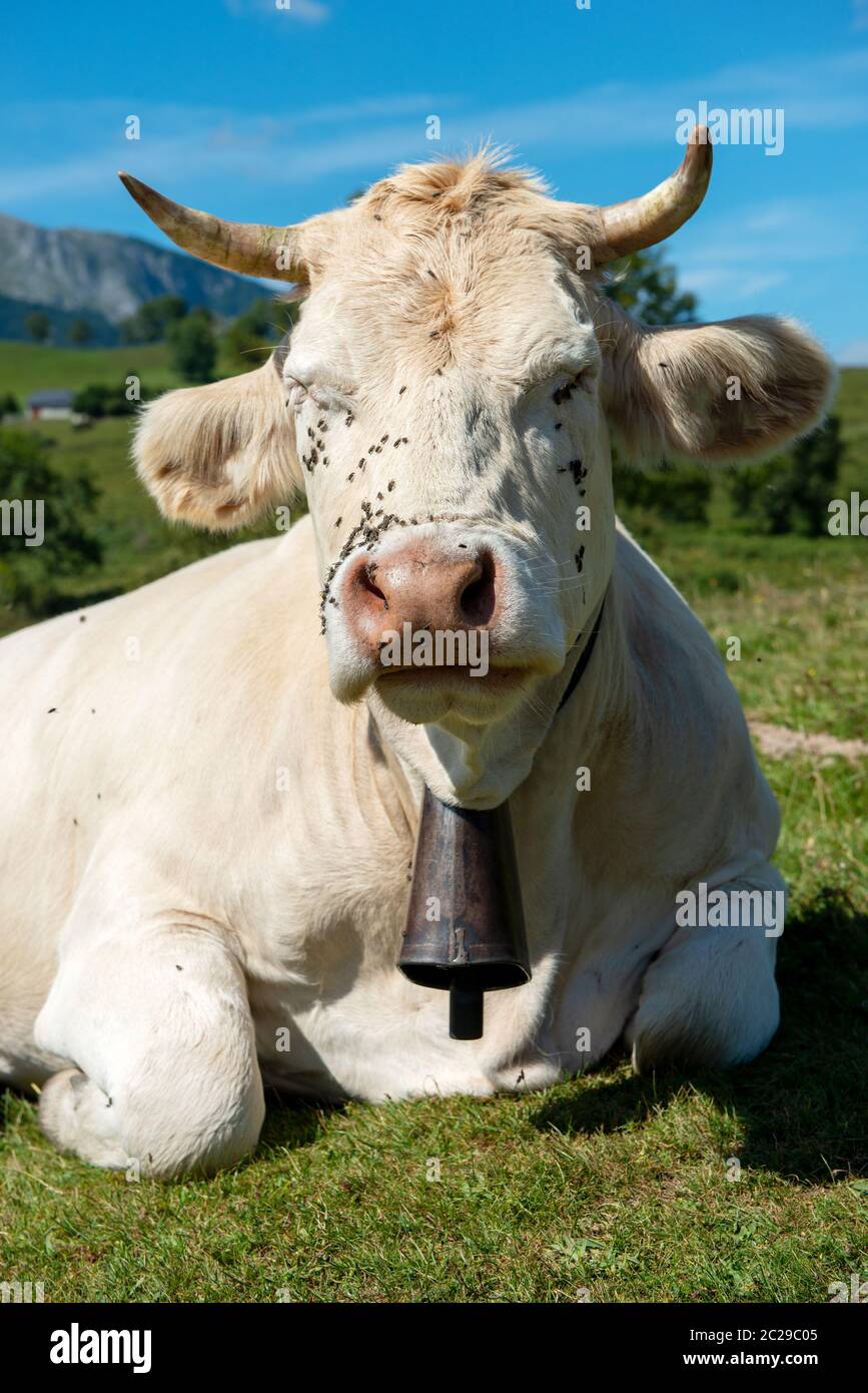 close up of an head of cow with cowbell Stock Photo - Alamy