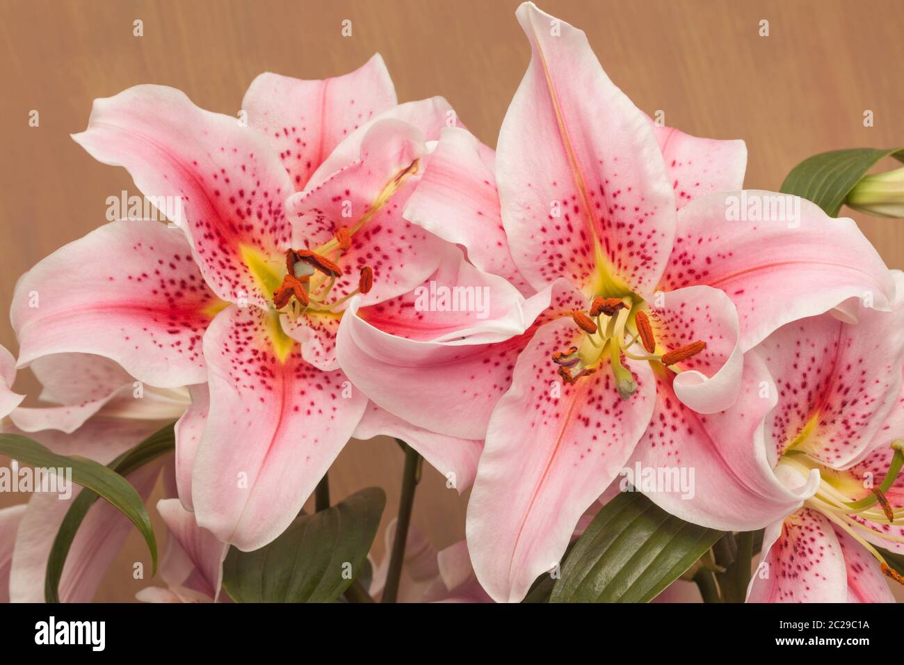Oriental lily "Mona Lisa", Lilium Stock Photo - Alamy