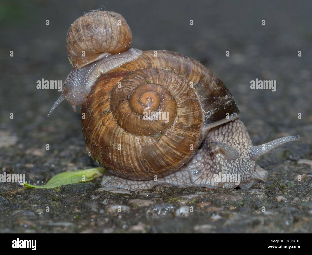 Slimy animals hi-res stock photography and images - Alamy