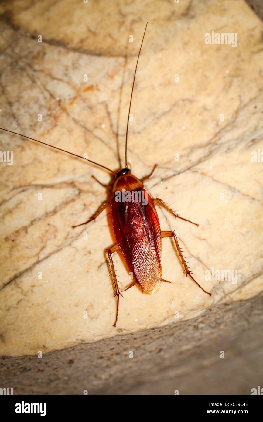 Cockroach runs up a wall Stock Photo - Alamy