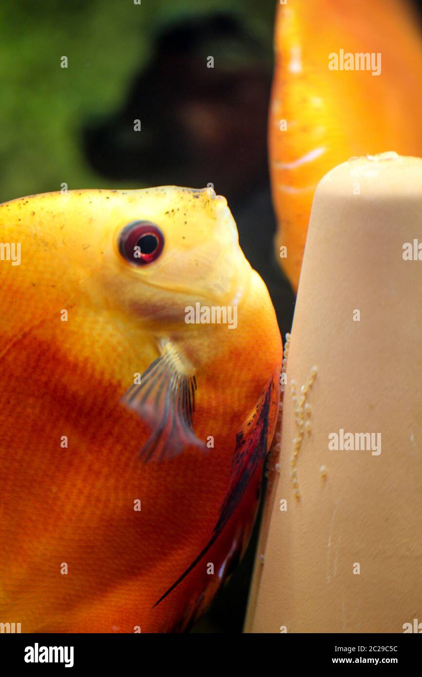 this is a close up of a discus fish Stock Photo - Alamy