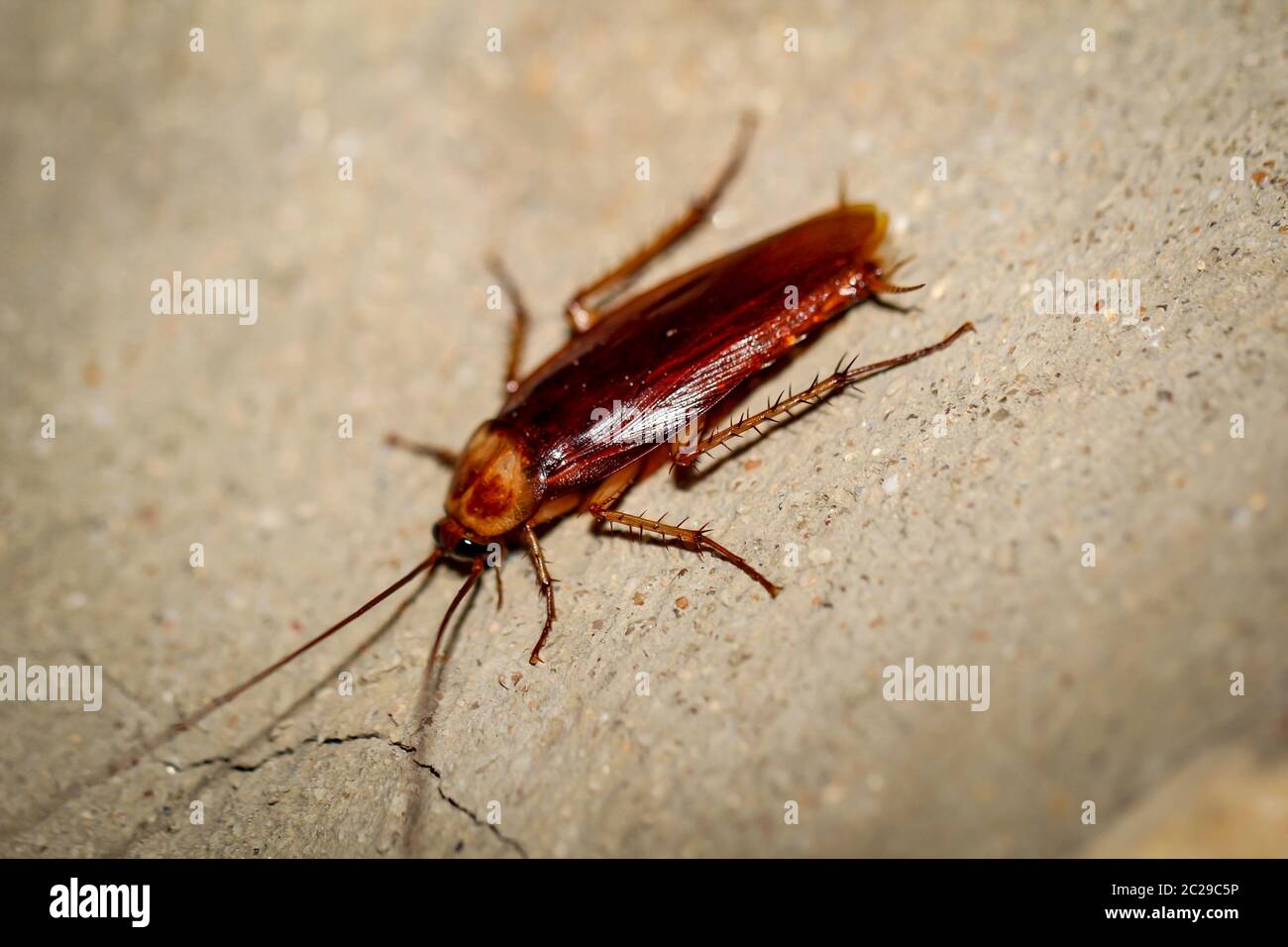Cockroach nest hi-res stock photography and images - Alamy