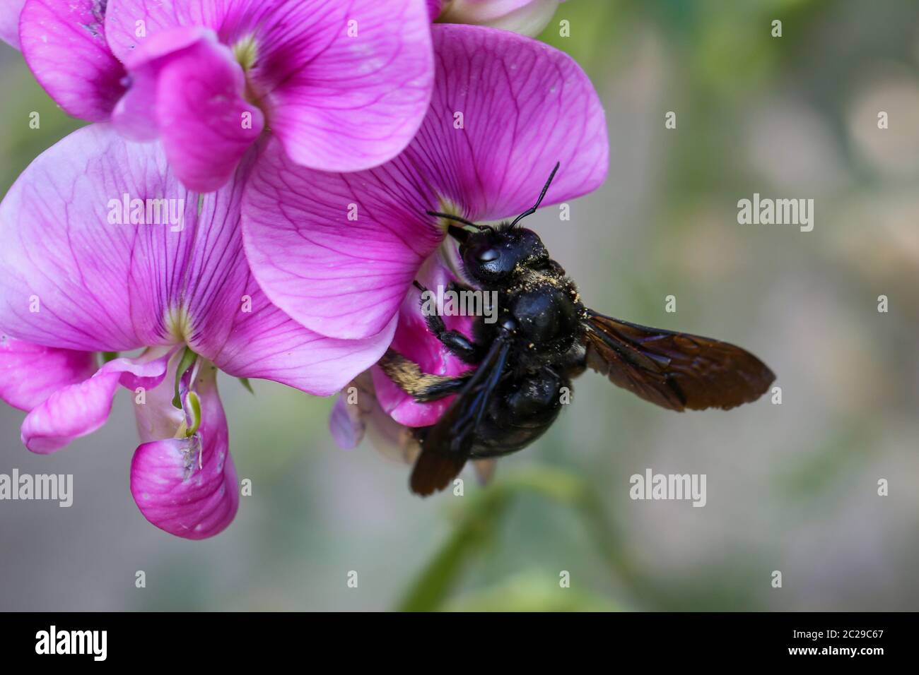 Bumblebee insects hi-res stock photography and images - Alamy