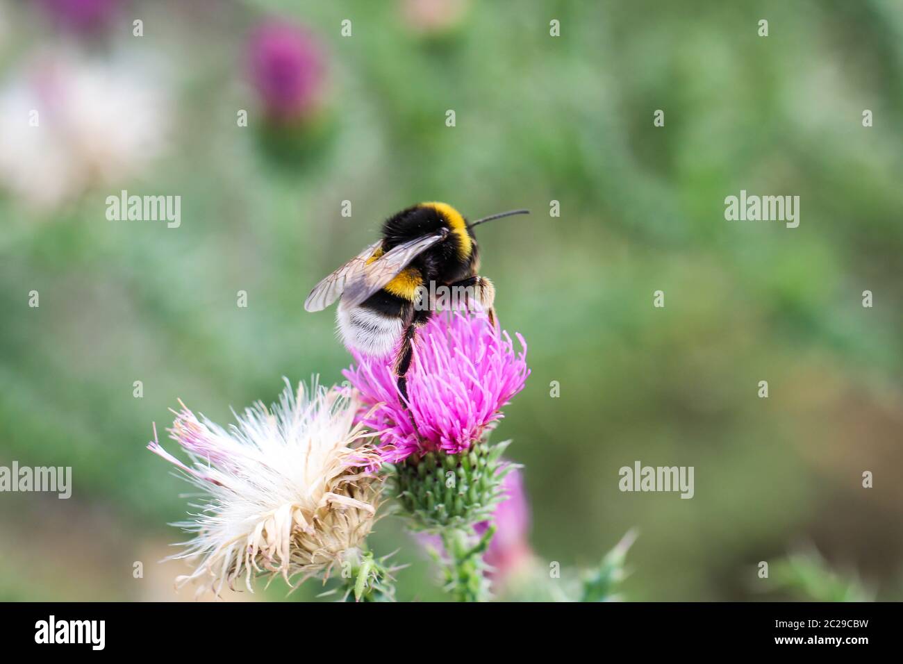 A close up of a bee, insect Stock Photo - Alamy