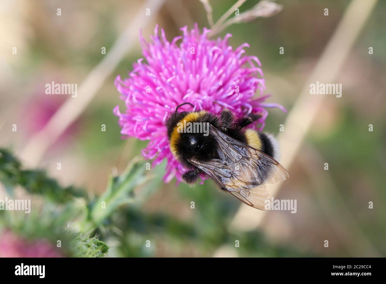 Insect bore holes hi-res stock photography and images - Alamy
