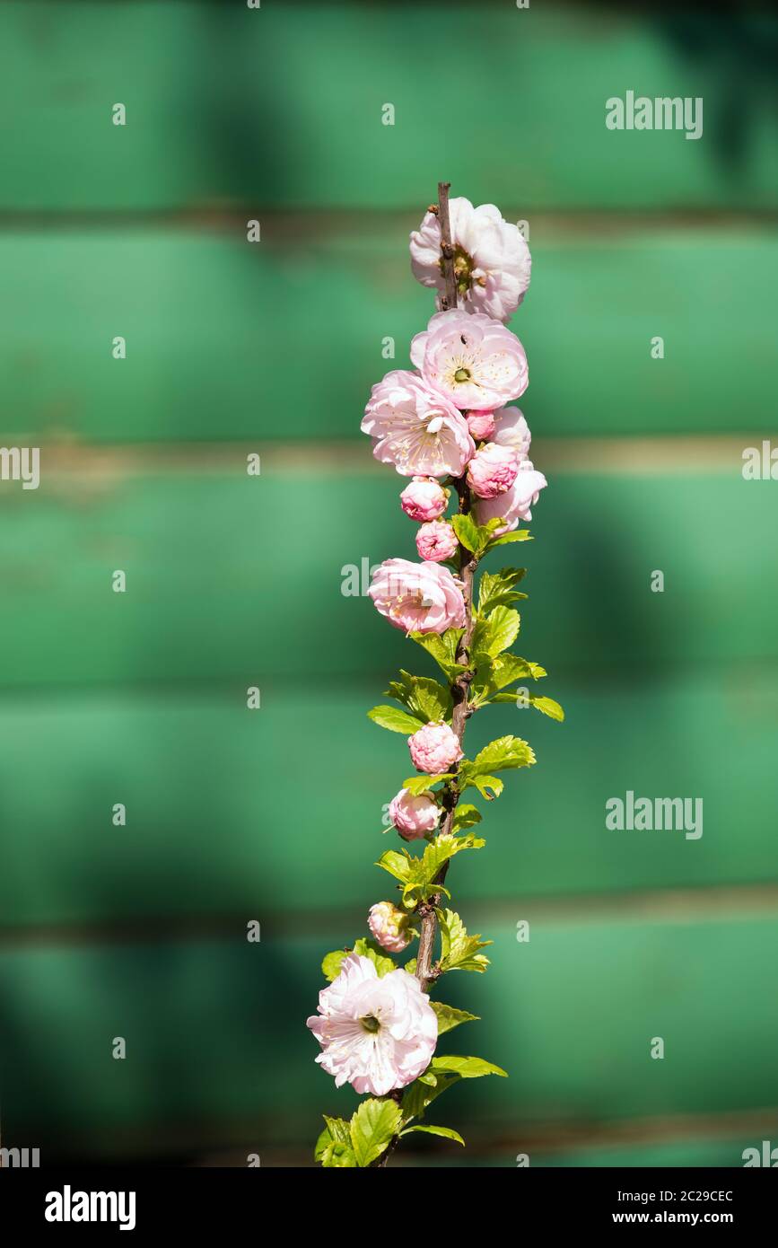 Flowering almond prunus triloba hi-res stock photography and images - Alamy
