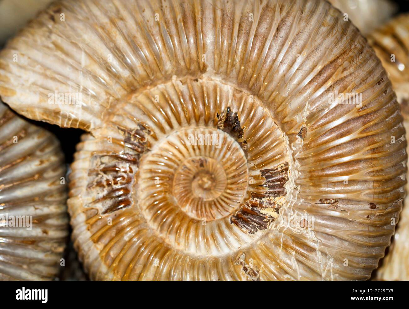 gemstones, shells and semi-precious stones with beautiful colors Stock ...