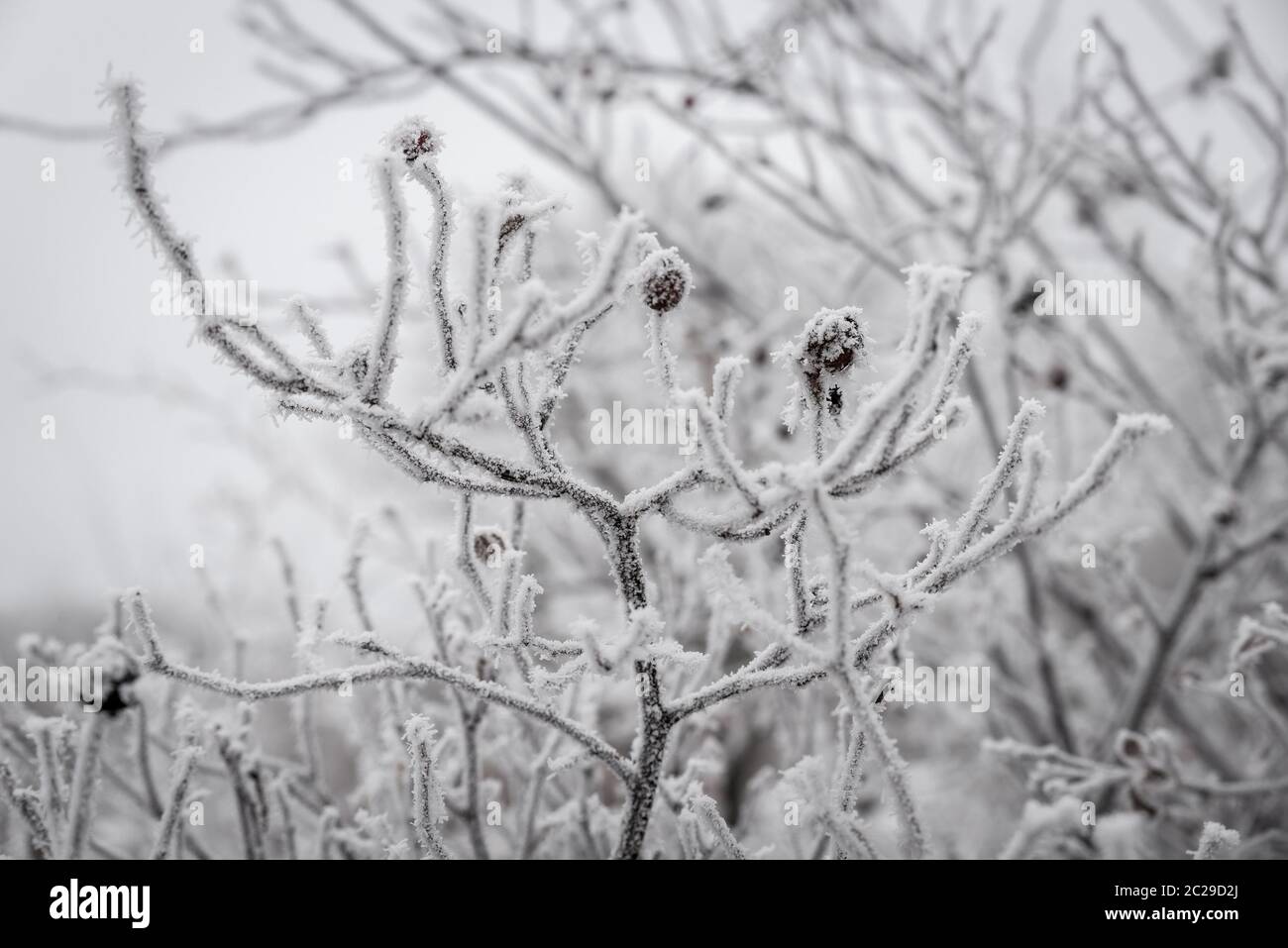 Frosted fir hi-res stock photography and images - Alamy