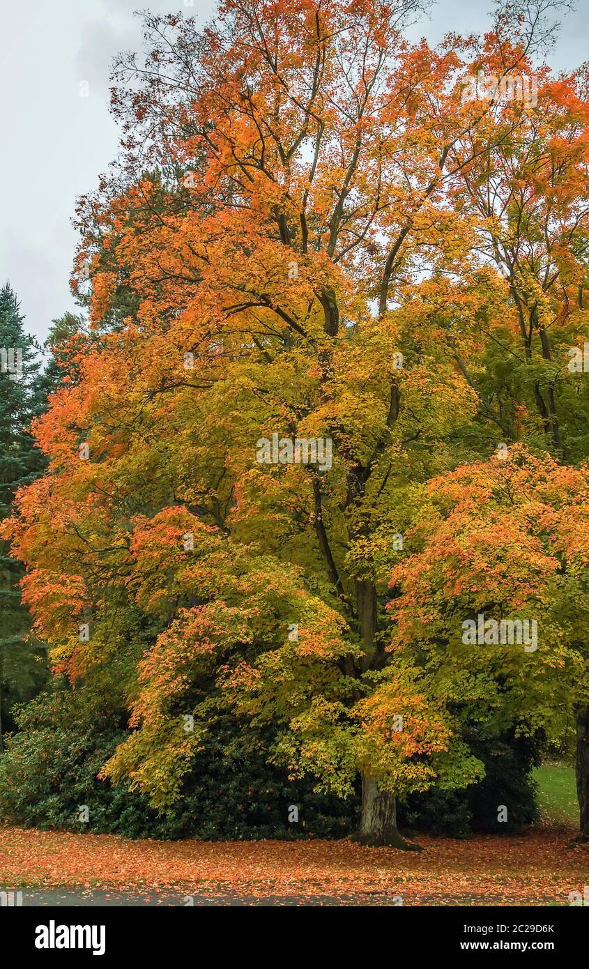 Acer rubrum hi-res stock photography and images - Alamy