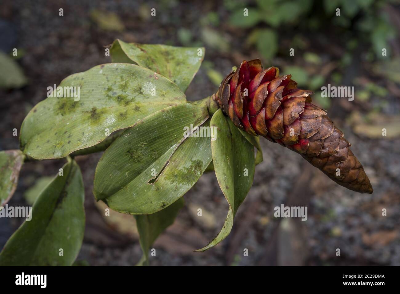 Wilder Ingwer, Costus sp., Costaceae, Santa Elena Cloud Forest, Reserve ...