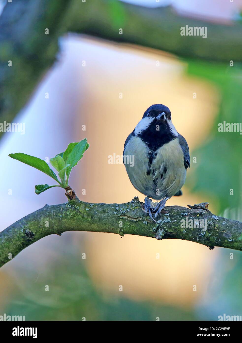 Blue parus major on hi-res stock photography and images - Alamy