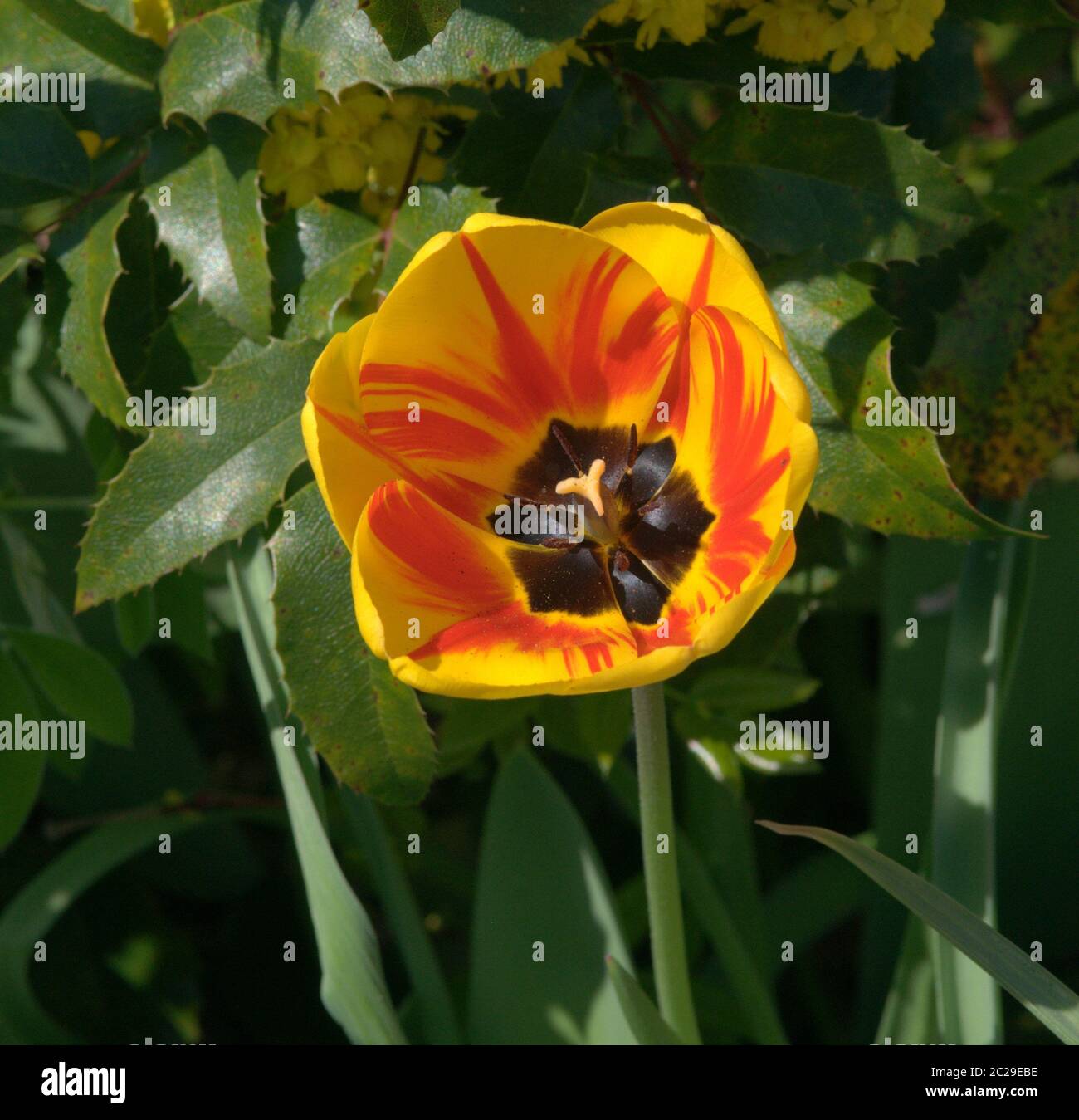 Tulipa family liliaceae hi-res stock photography and images - Alamy