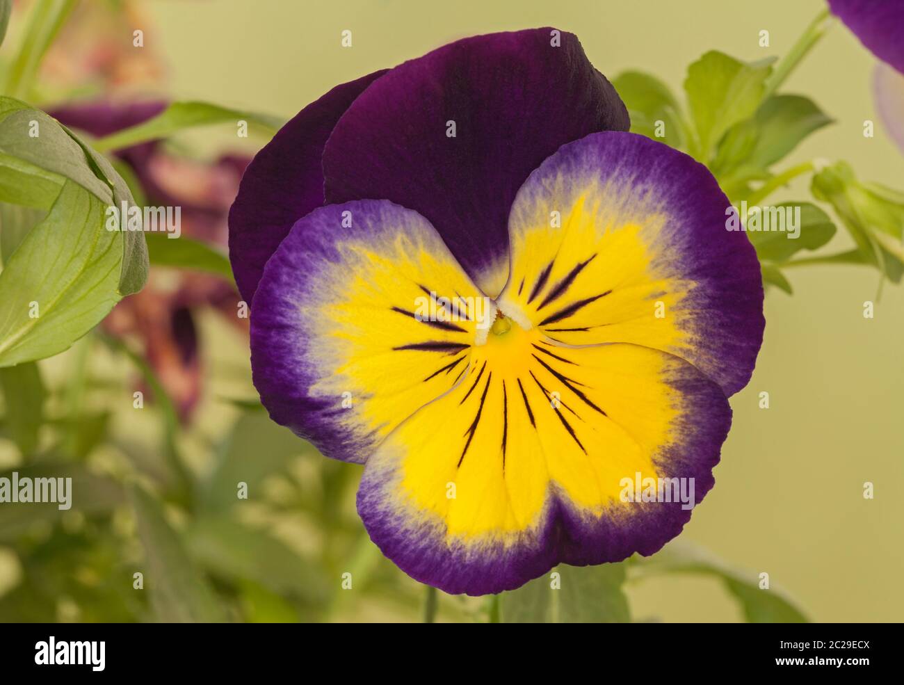 Pansy matrix hi-res stock photography and images - Alamy