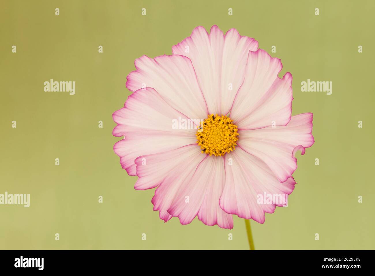 Cosmos "Picotee", Cosmea Stock Photo - Alamy