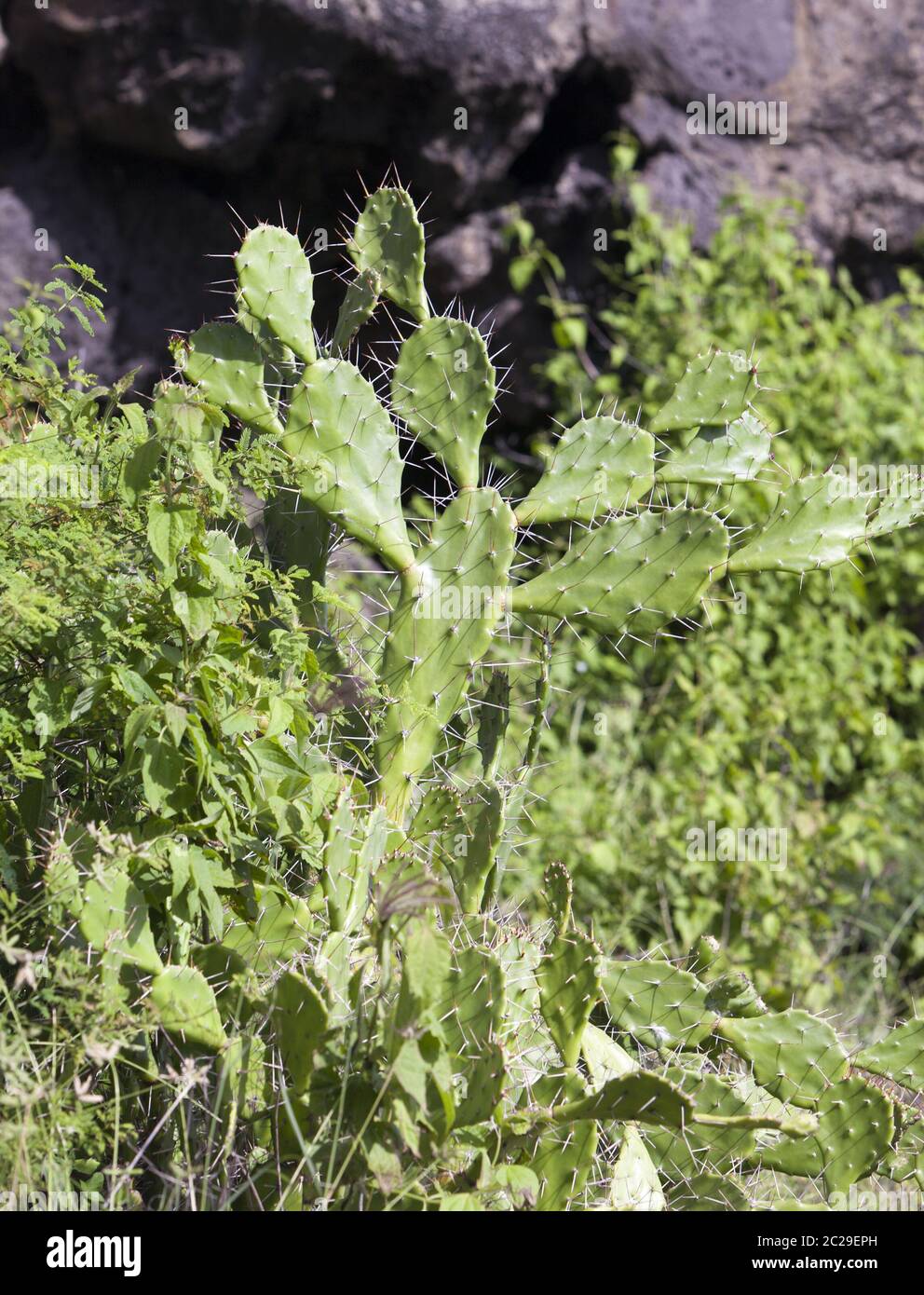 Angel wings cactus hi-res stock photography and images - Alamy