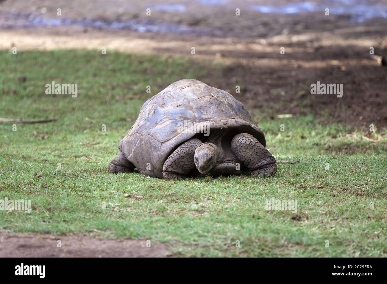 African forest turtle hi-res stock photography and images - Alamy
