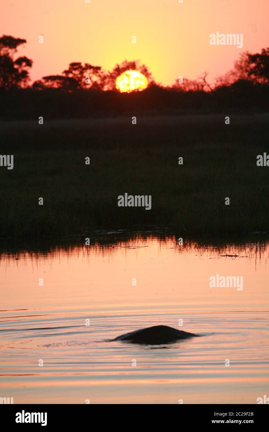 The hyppo hi-res stock photography and images - Alamy