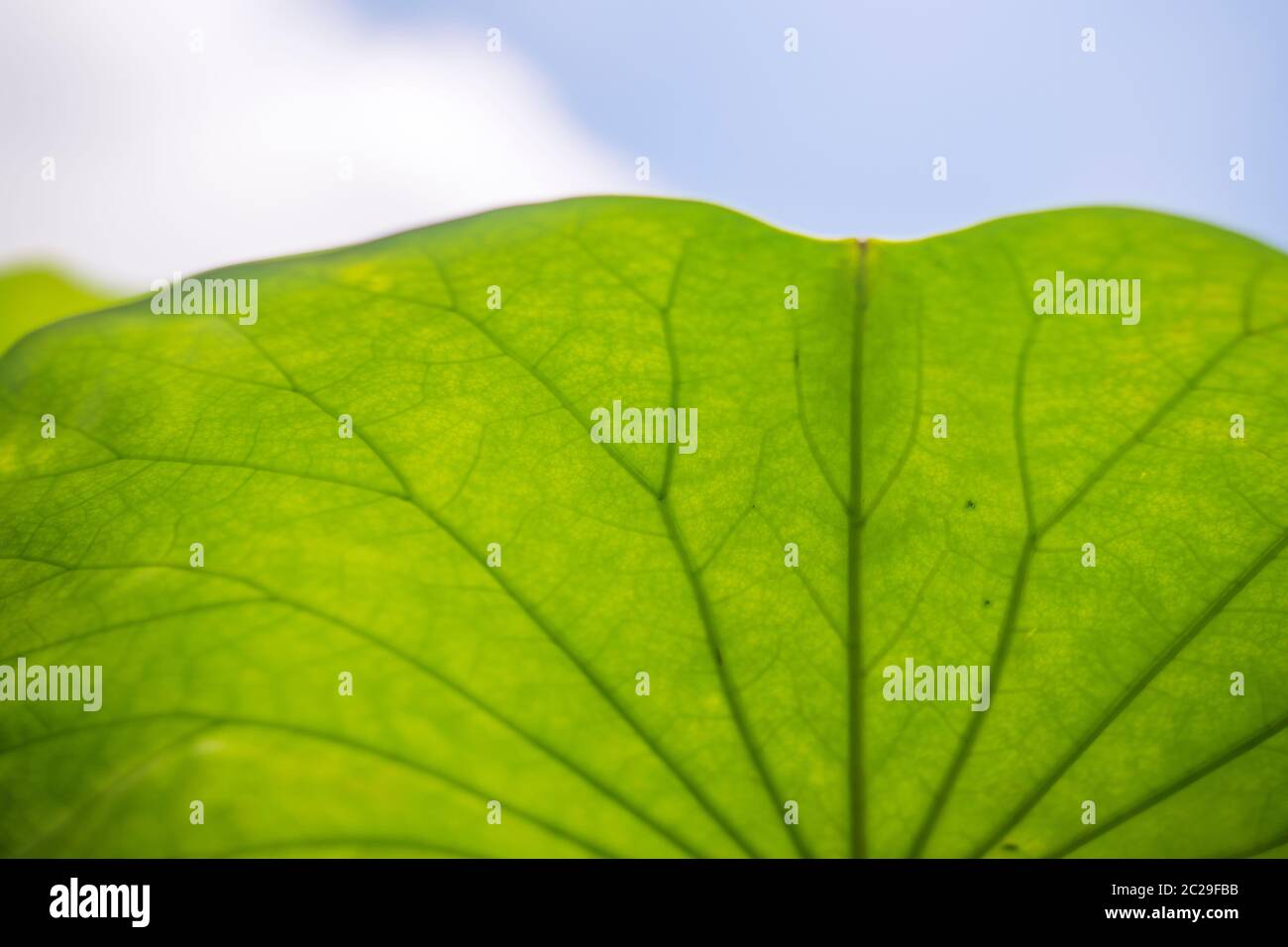 Big green lotus leaf texture background. Beautiful lotus leaf ...