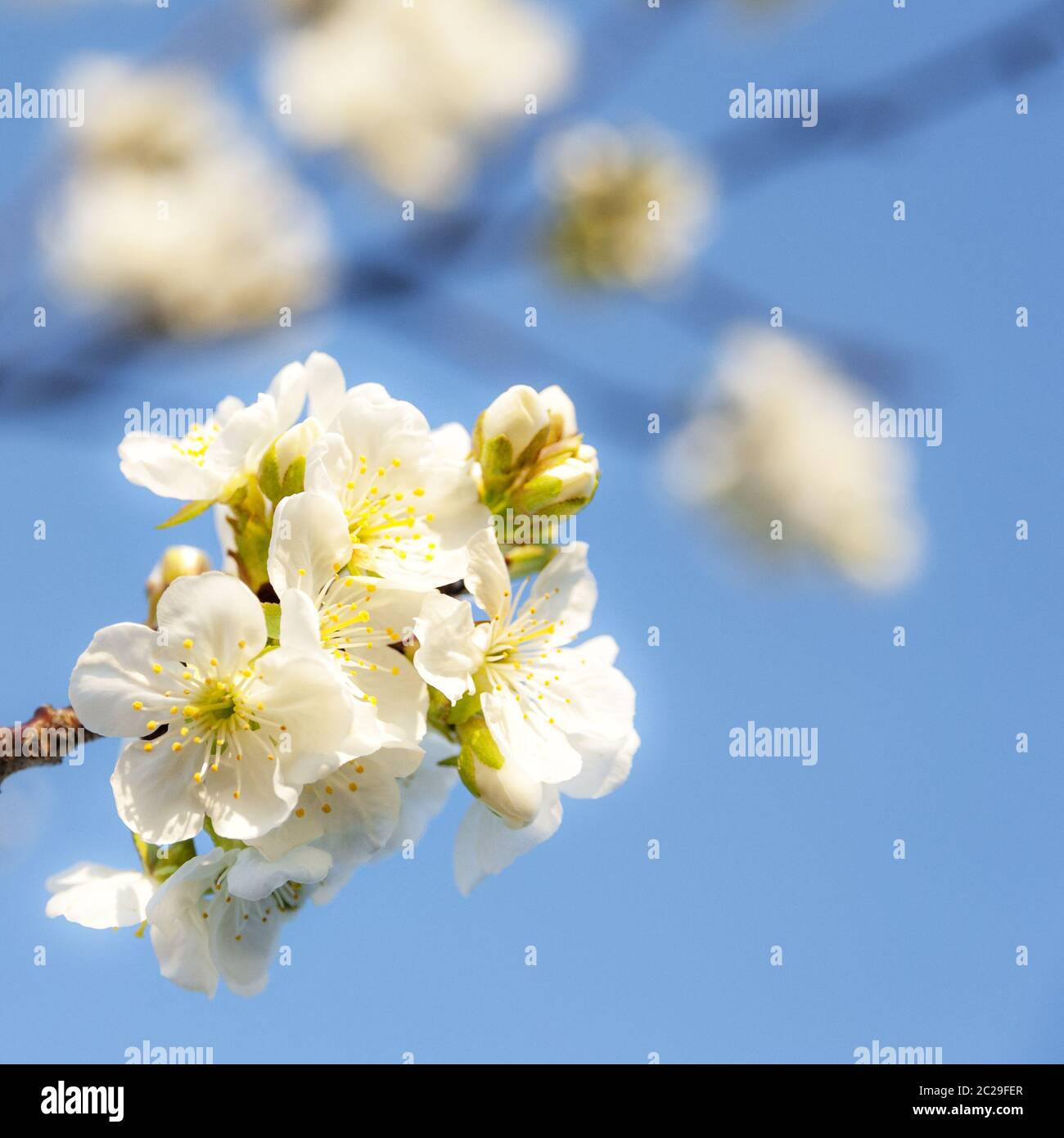Cherry blossom in spring Stock Photo - Alamy
