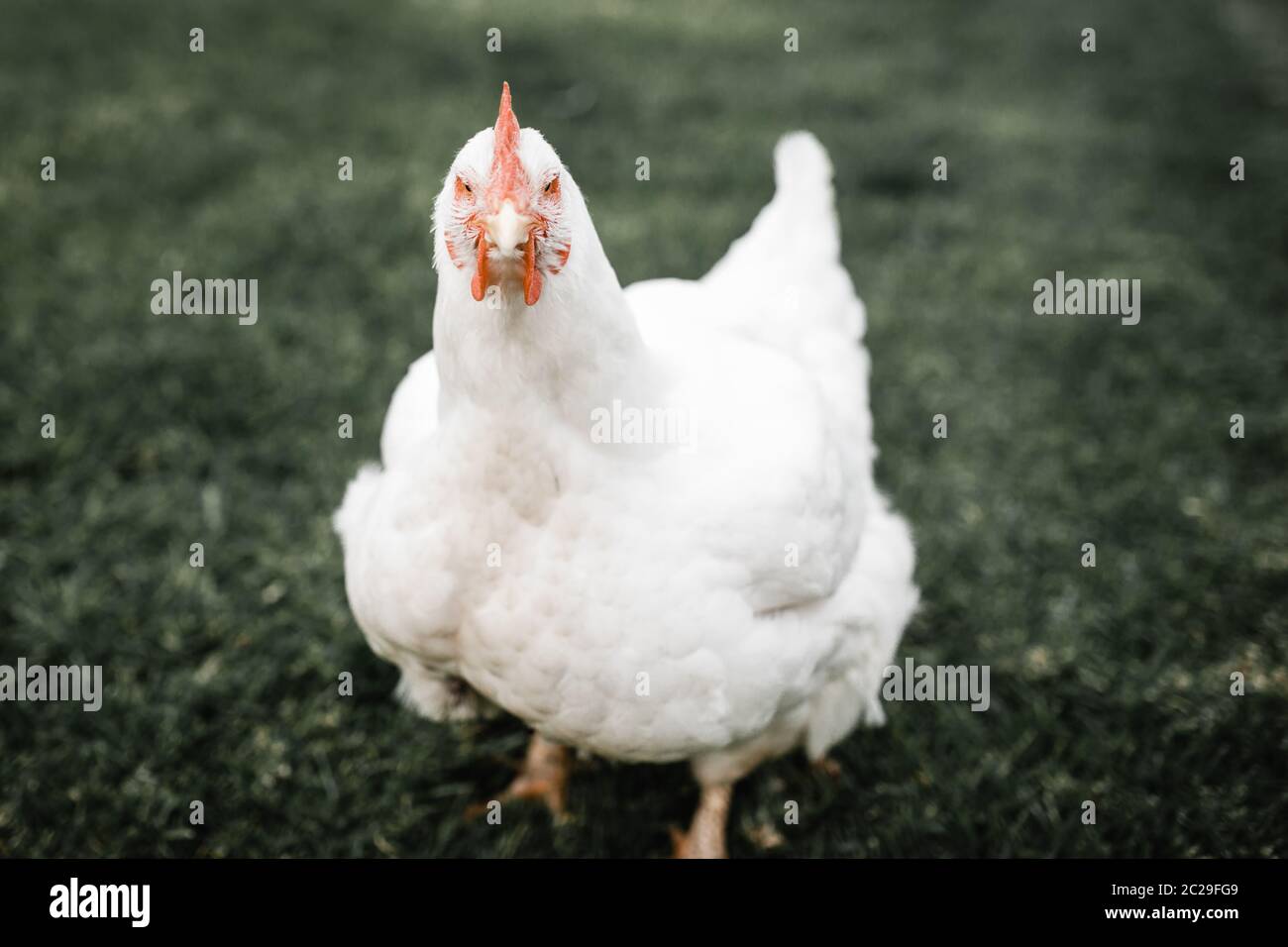 Fat white broiler chicken standing on green grass with an angry bird ...