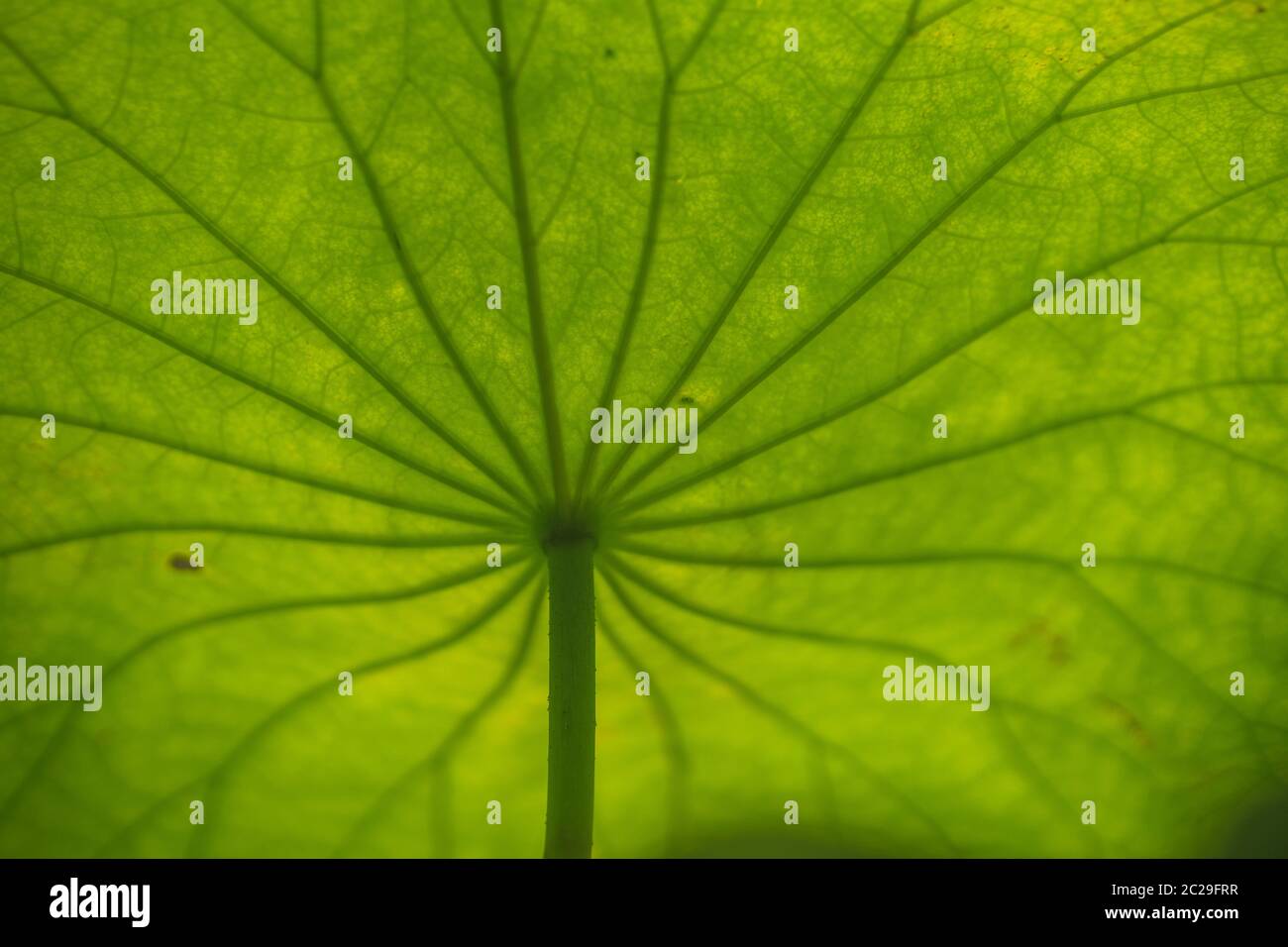 Big green lotus leaf texture background. Beautiful lotus leaf ...