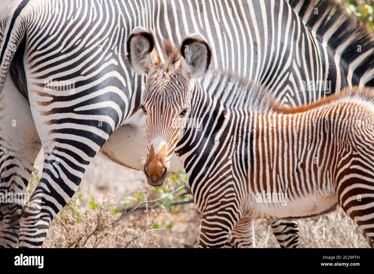 Zebra calf hi-res stock photography and images - Alamy