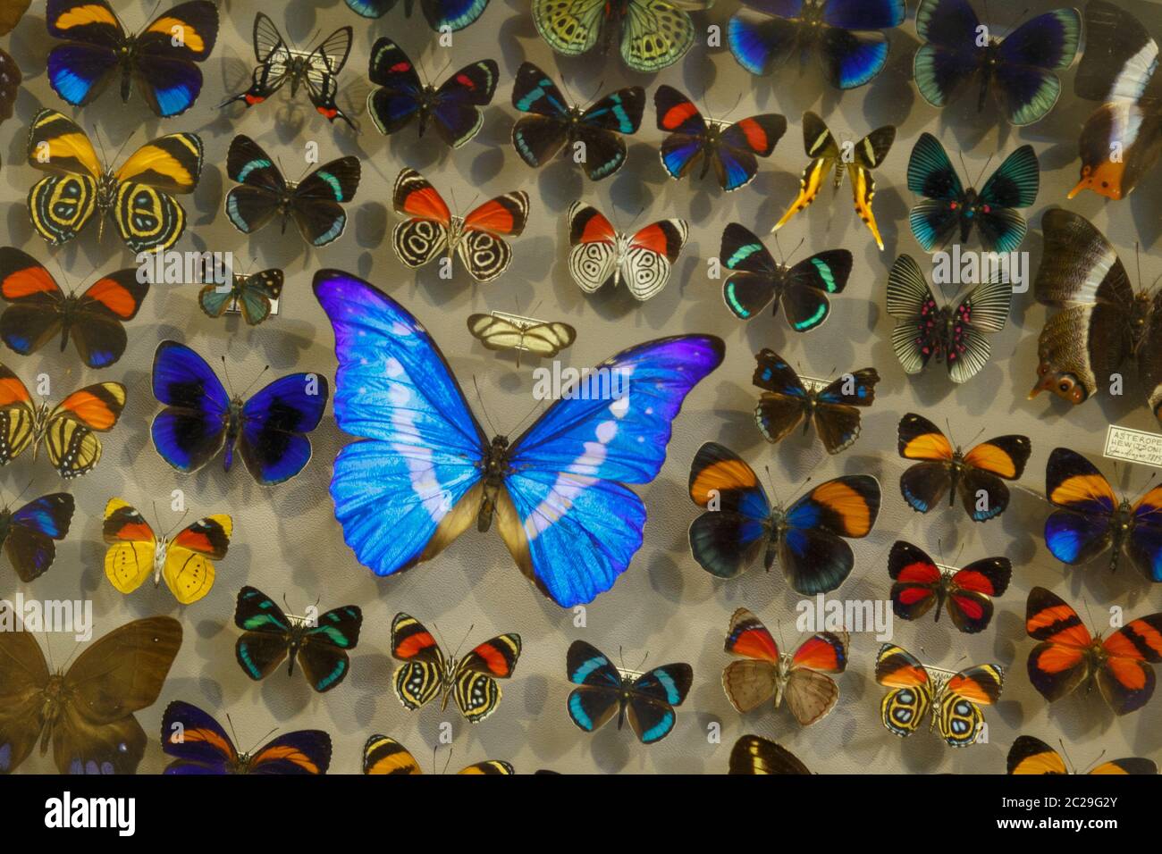 Dead butterflies hi-res stock photography and images - Alamy