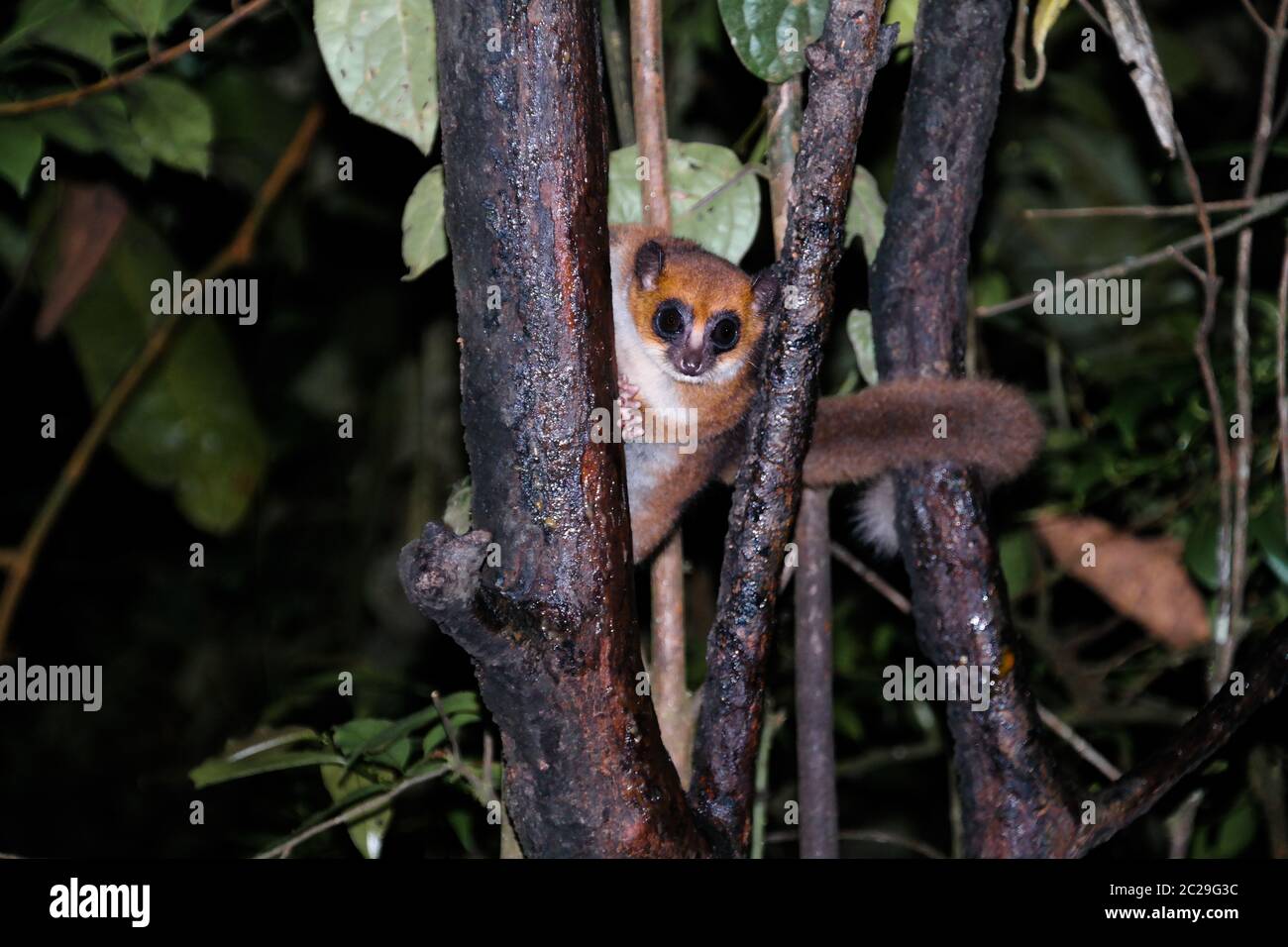 Microcebus rufus hi-res stock photography and images - Alamy