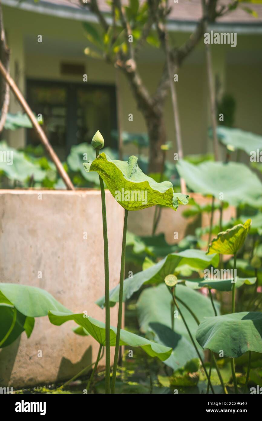 Big green lotus leaf texture background. Beautiful lotus leaf ...